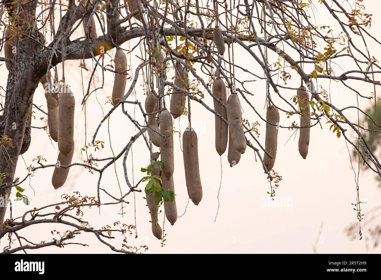 Zambia, South Luangwa natioinal Park, Sausage tree (Kigelia africana ...