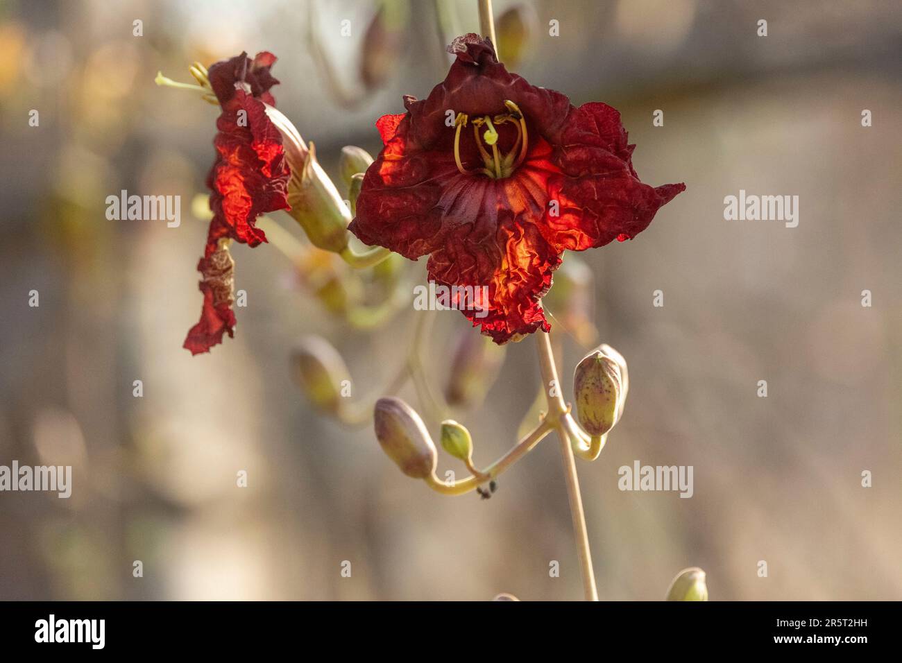 Zambia, Kafue natioinal Park,Sausage tree (Kigelia africana), flowers ...