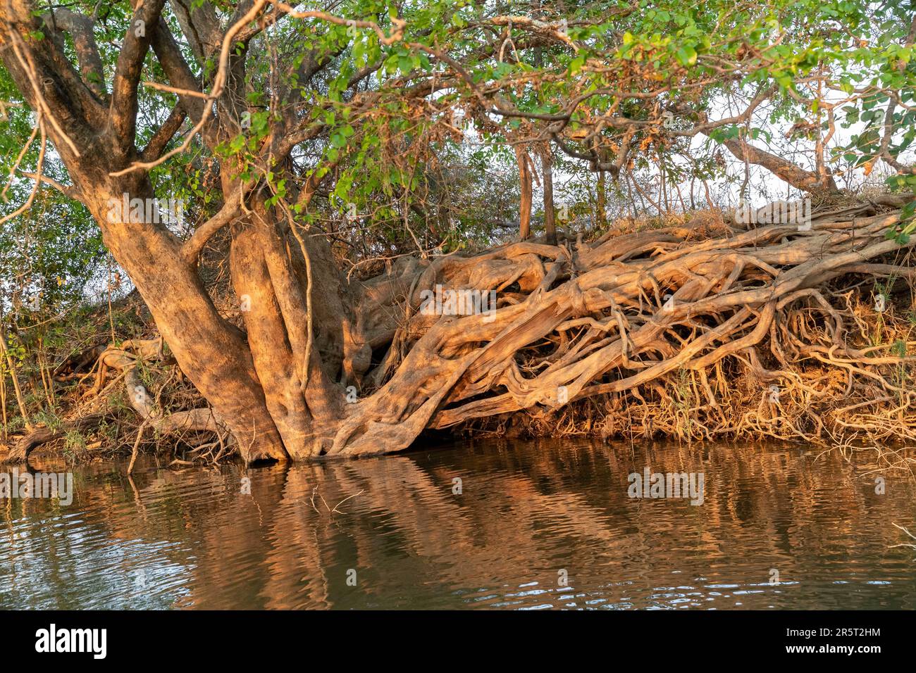 Zambia, Kafue natioinal Park, Root system exposed by erosion Stock ...