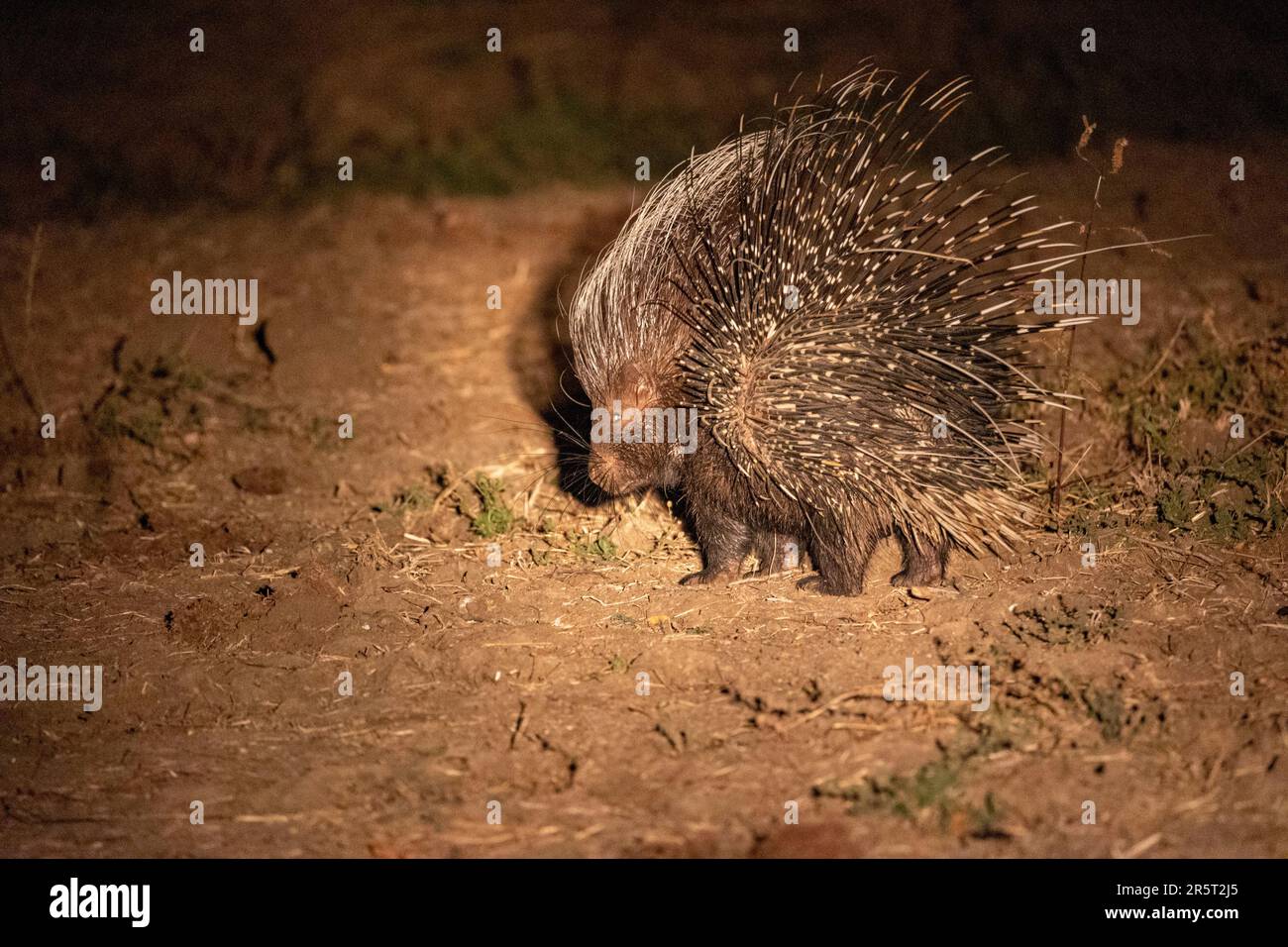 Zambia, Lower Zambezi natioinal Park, Cape porcupine (Hystrix ...