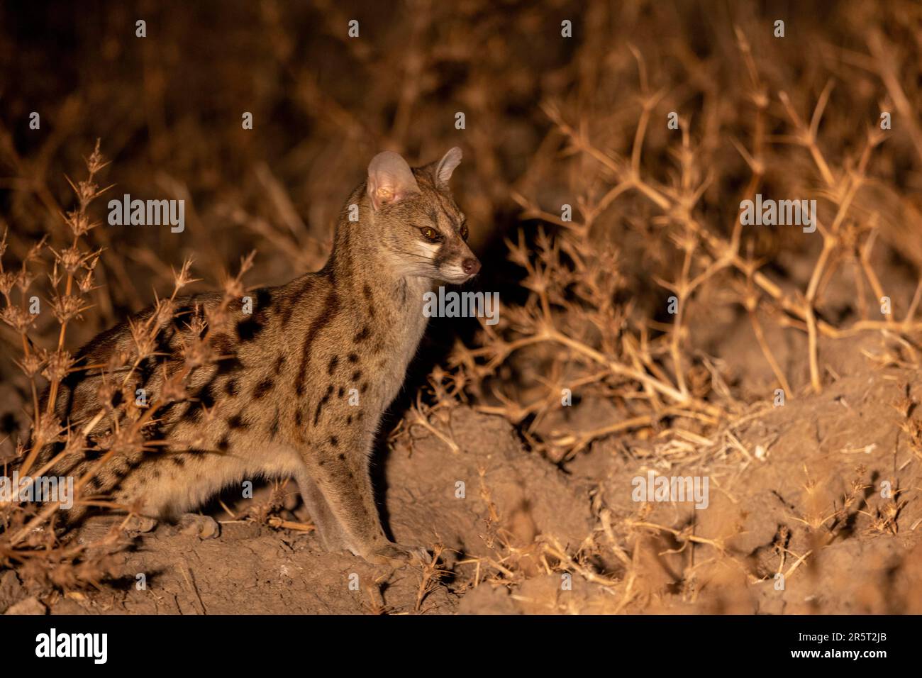 Zambia, South Luangwa natioinal Park,Common genet or Small-spotted ...