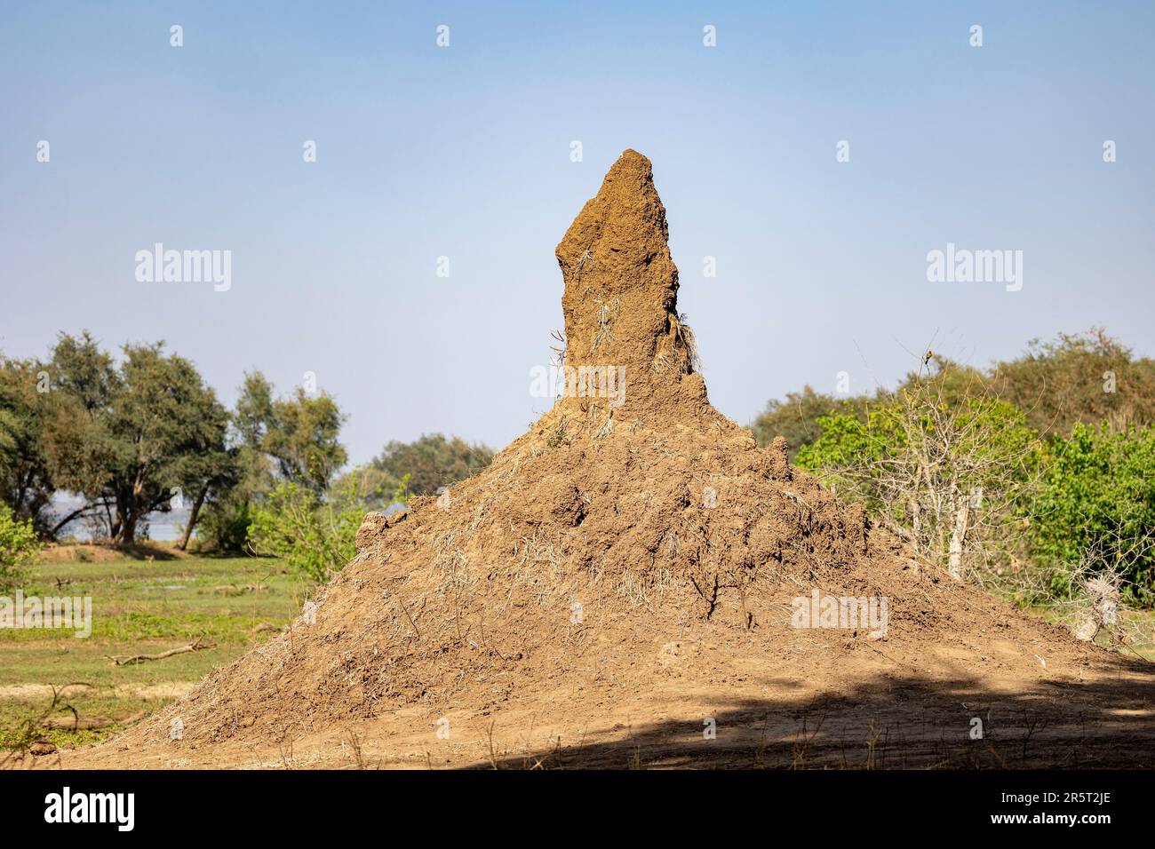 Africa, Zambia , Lower Zambezi National Park (Lower Zambezi), Termite ...