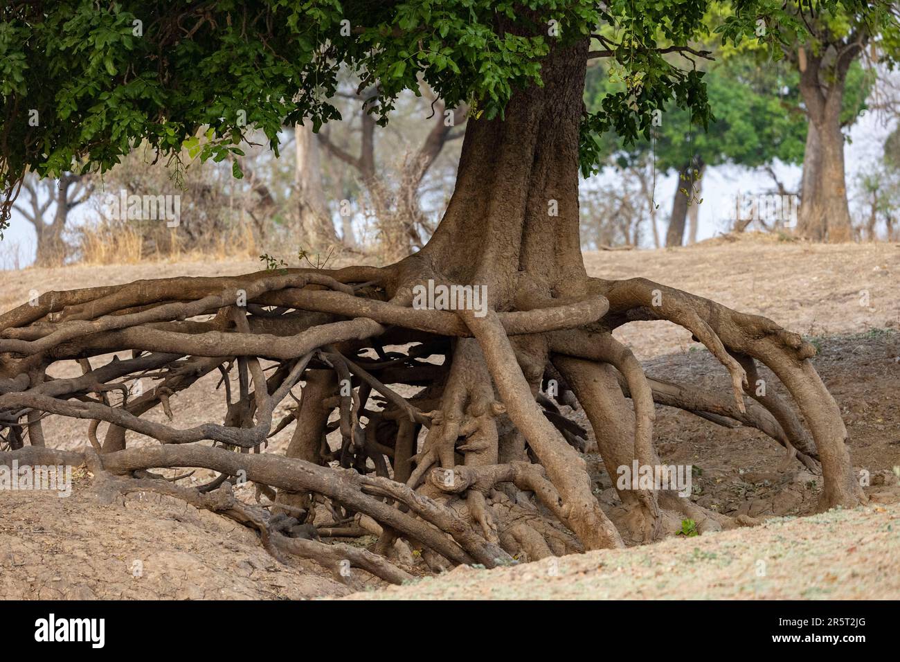 Root system exposed hi-res stock photography and images - Alamy