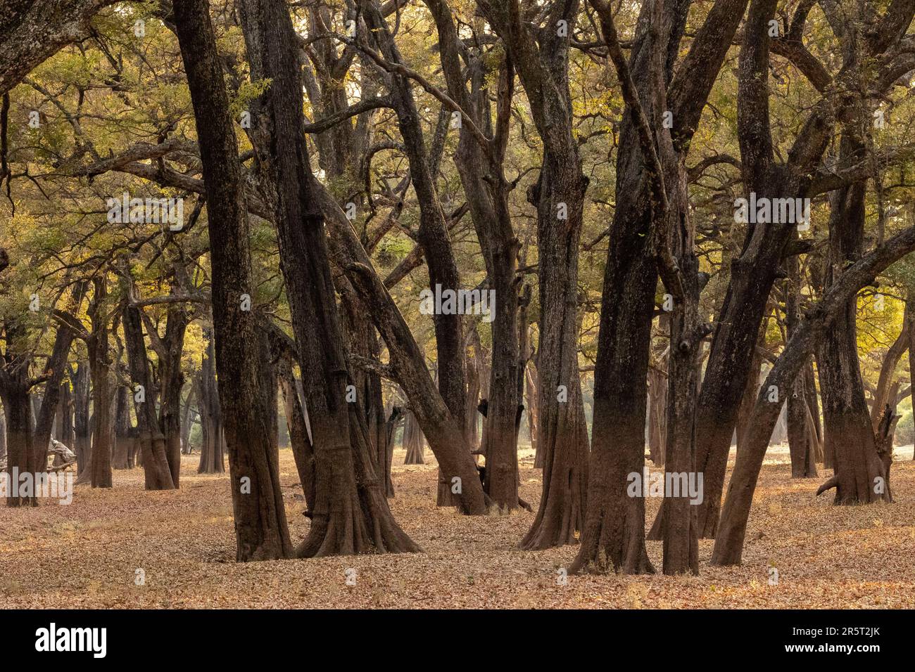 Why Is Ebony Tree Called A Million Dollar Tree? Know The, 52% OFF
