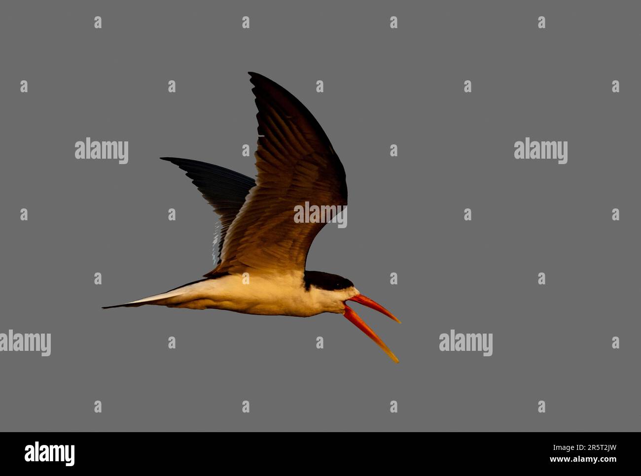 Zambia, Kafue natioinal Park, African skimmer (Rynchops flavirostris ...