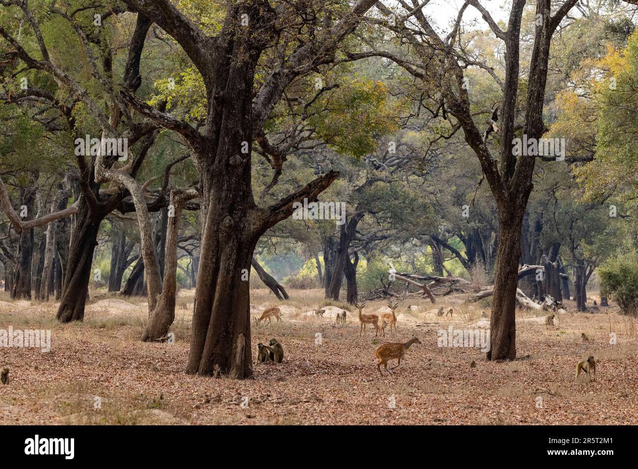 Why Is Ebony Tree Called A Million Dollar Tree? Know The, 52% OFF
