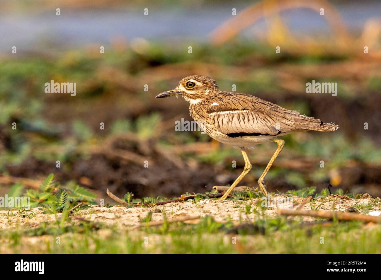 Zambia, Kafue natioinal Park, Kafue river, Water thick-knee or Water ...