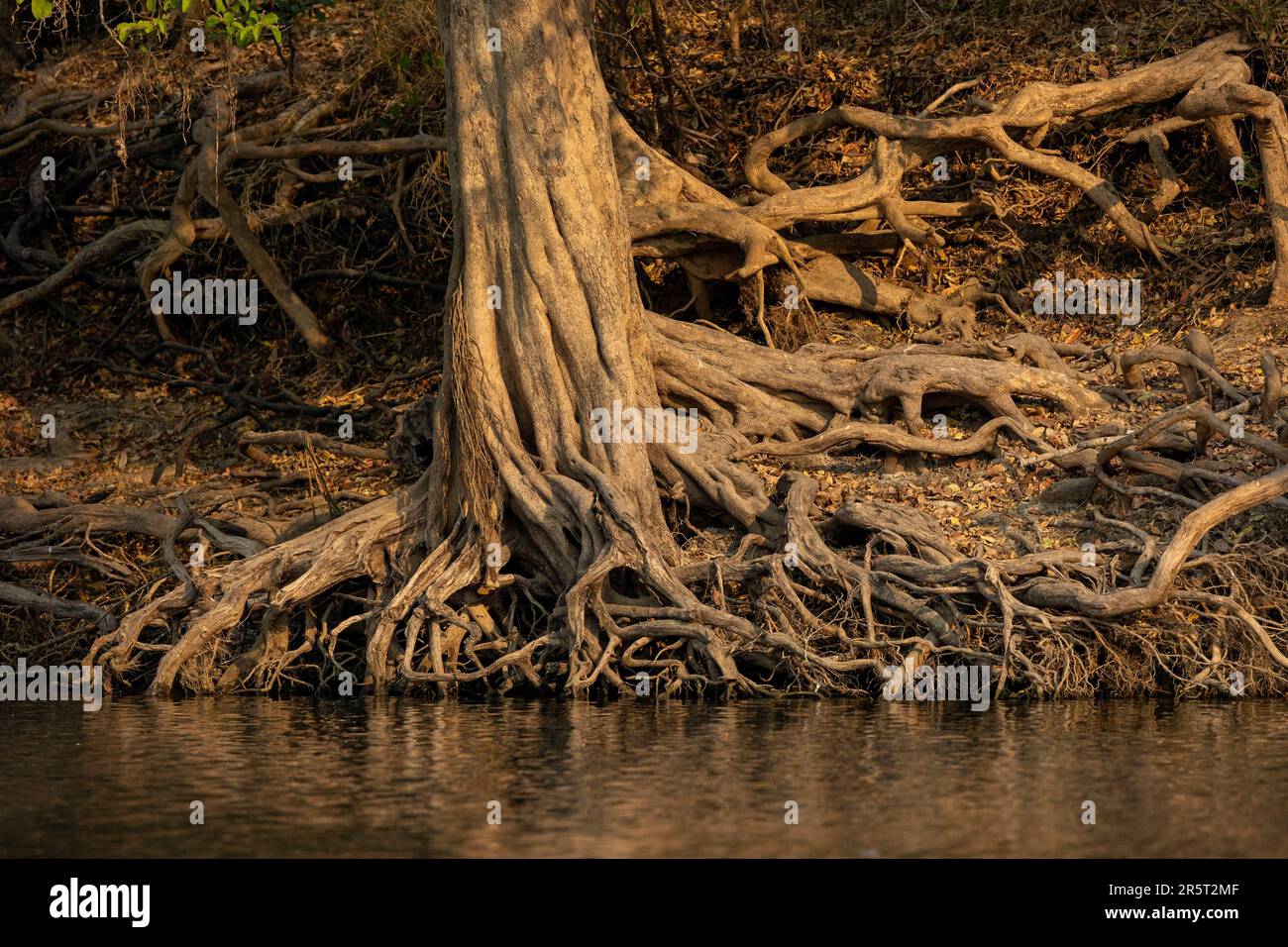 Zambia, Kafue natioinal Park, Root system exposed by erosion Stock ...