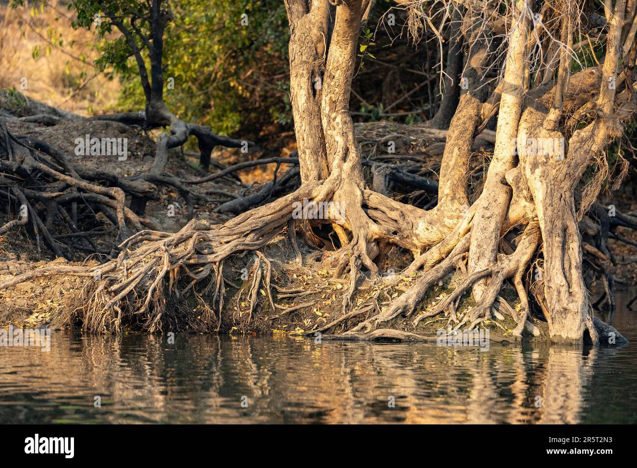 Root system exposed hi-res stock photography and images - Alamy