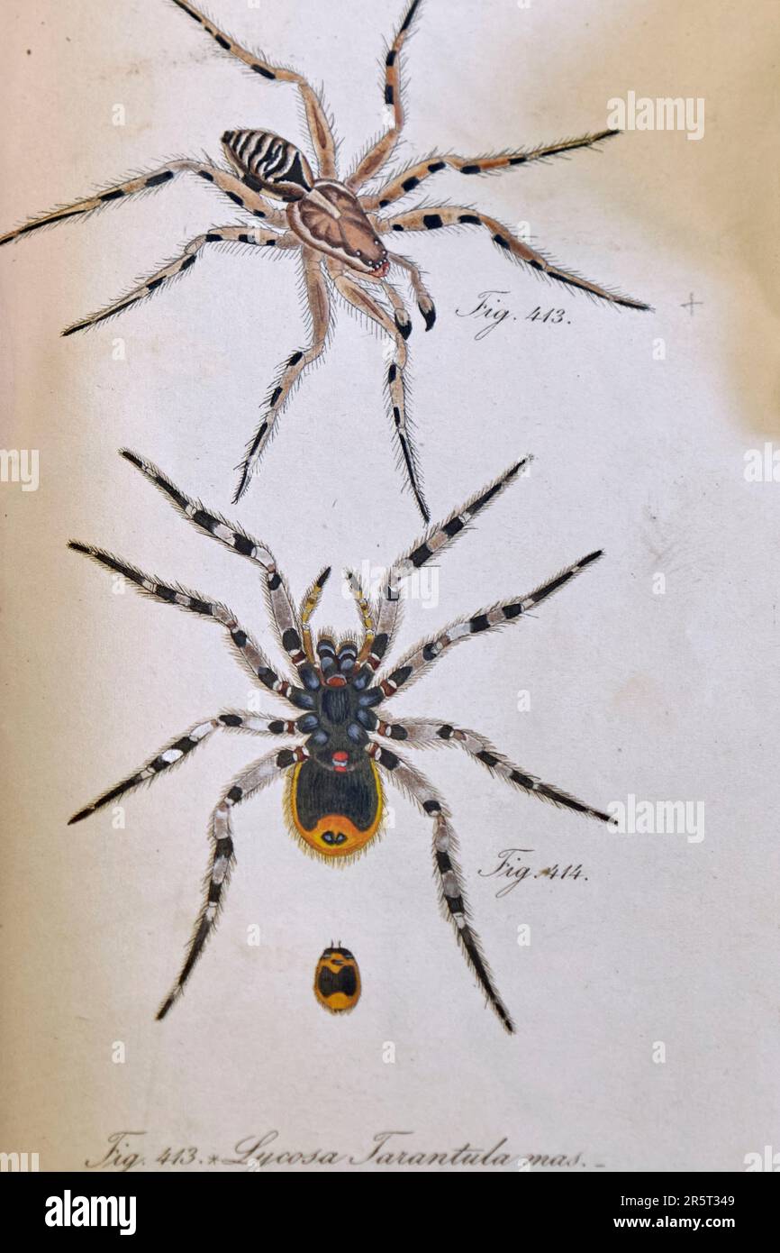 France, Paris (75), National Museum of Natural History, Laboratory of Arachnology, Drawing of ...
