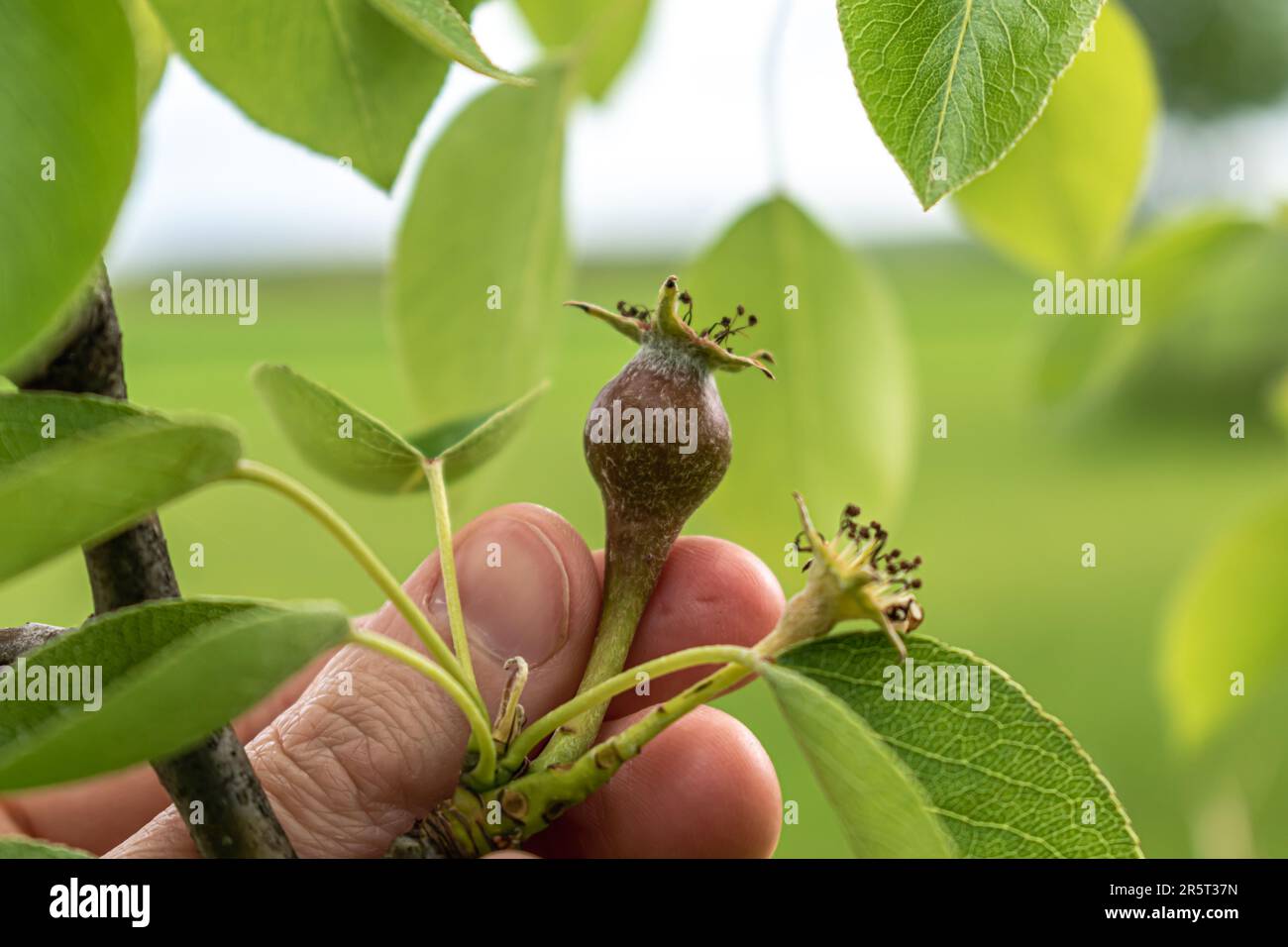 Small ovaries of pear fruit on a young william pear tree in orchard ...