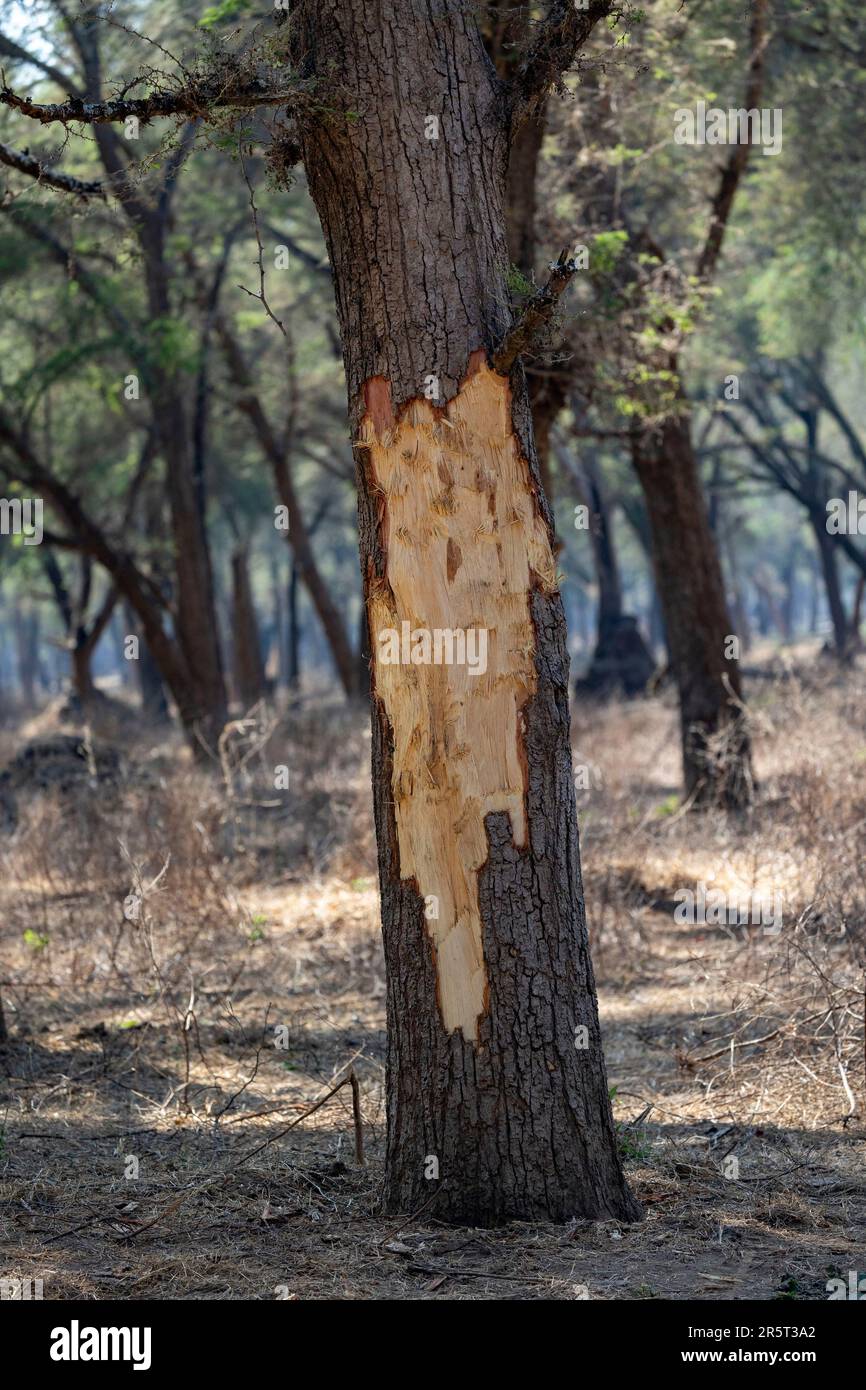 African elephant tree bark hi-res stock photography and images - Alamy