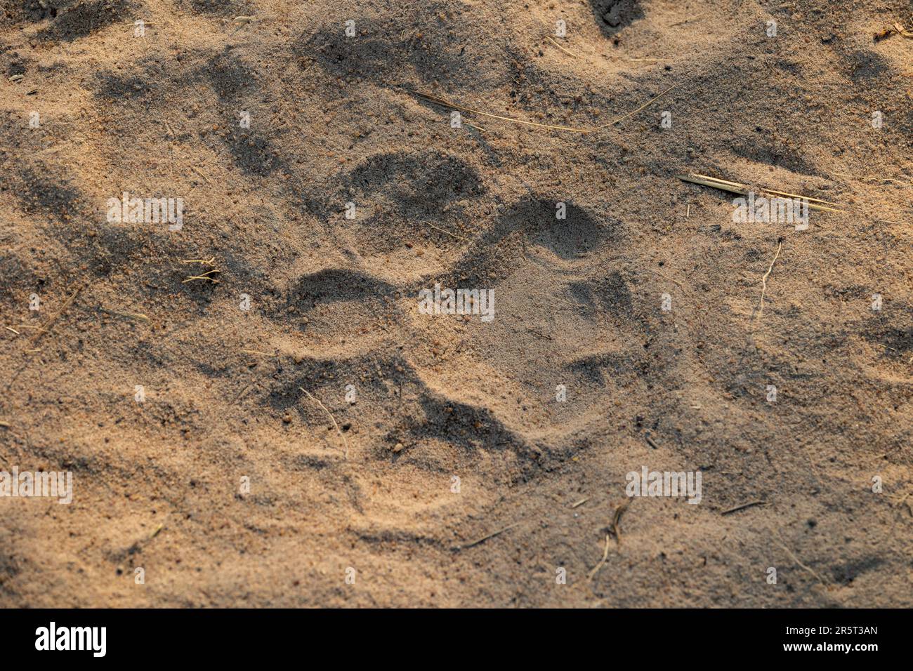 Zambia, Kafue natioinal Park, Leopard (Panthera pardus pardus), tracks ...