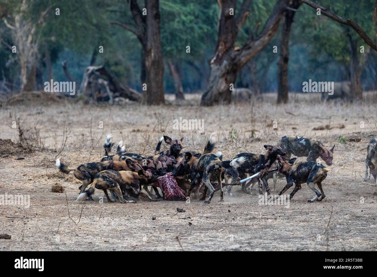 Zambia, Lower Zambezi natioinal Park, African wild dog or African ...