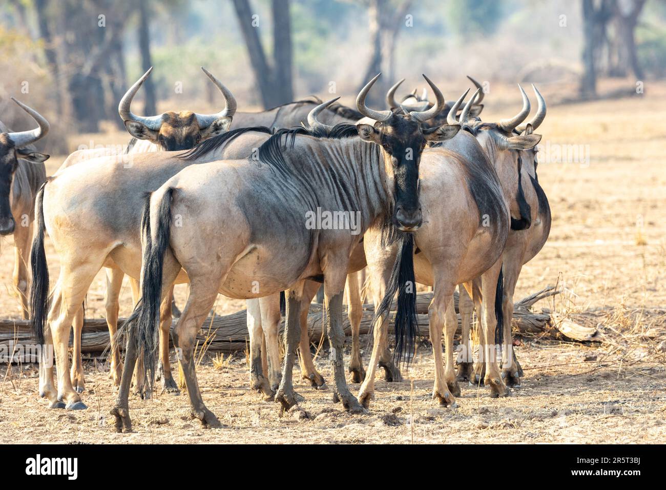 Zambia, South Luangwa natioinal Park, Cookson’s Wildebeest ...