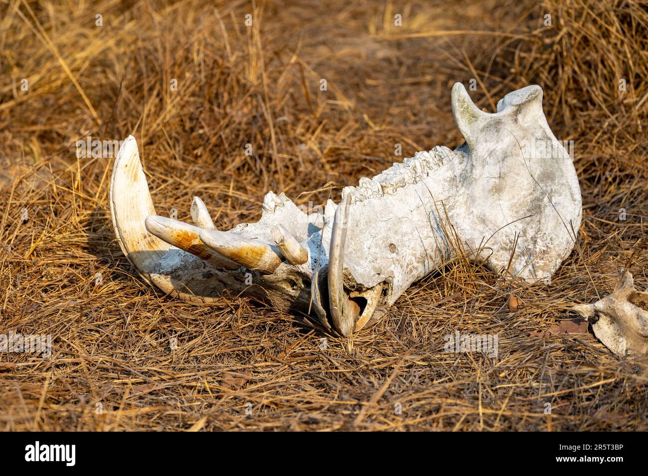 Hippopotamus skeleton hi-res stock photography and images - Alamy