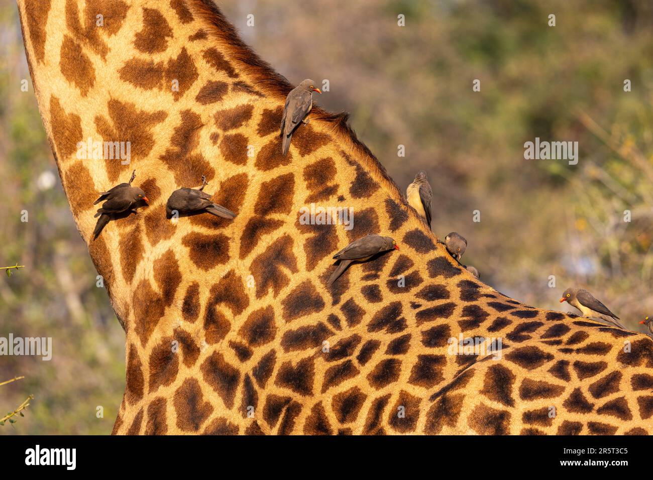 Thornicrofti hi-res stock photography and images - Alamy