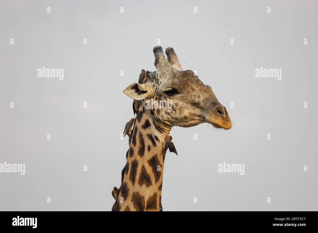 Rhodesian giraffe hi-res stock photography and images - Alamy