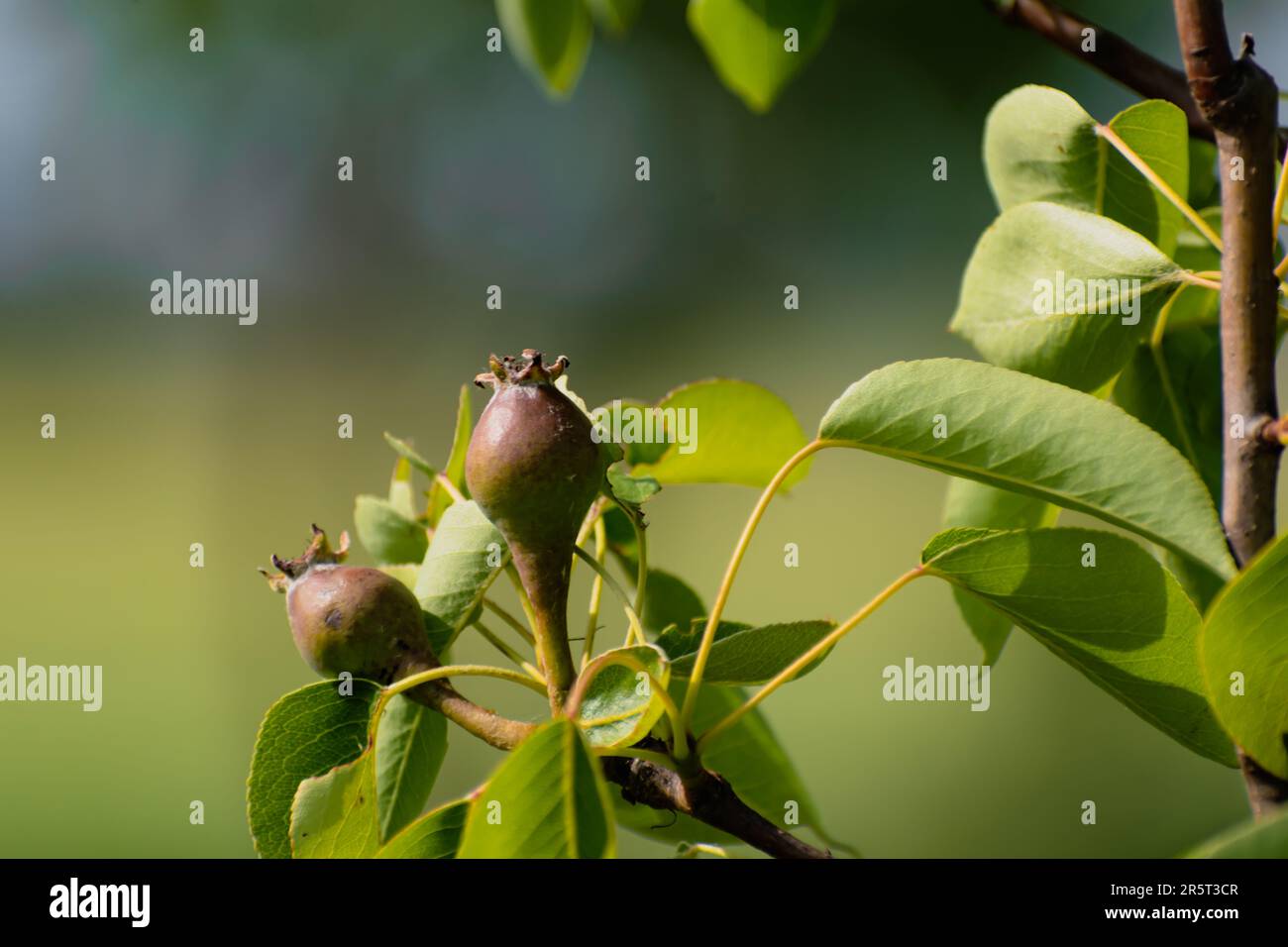 Small ovaries of pear fruit on a young william pear tree in orchard ...