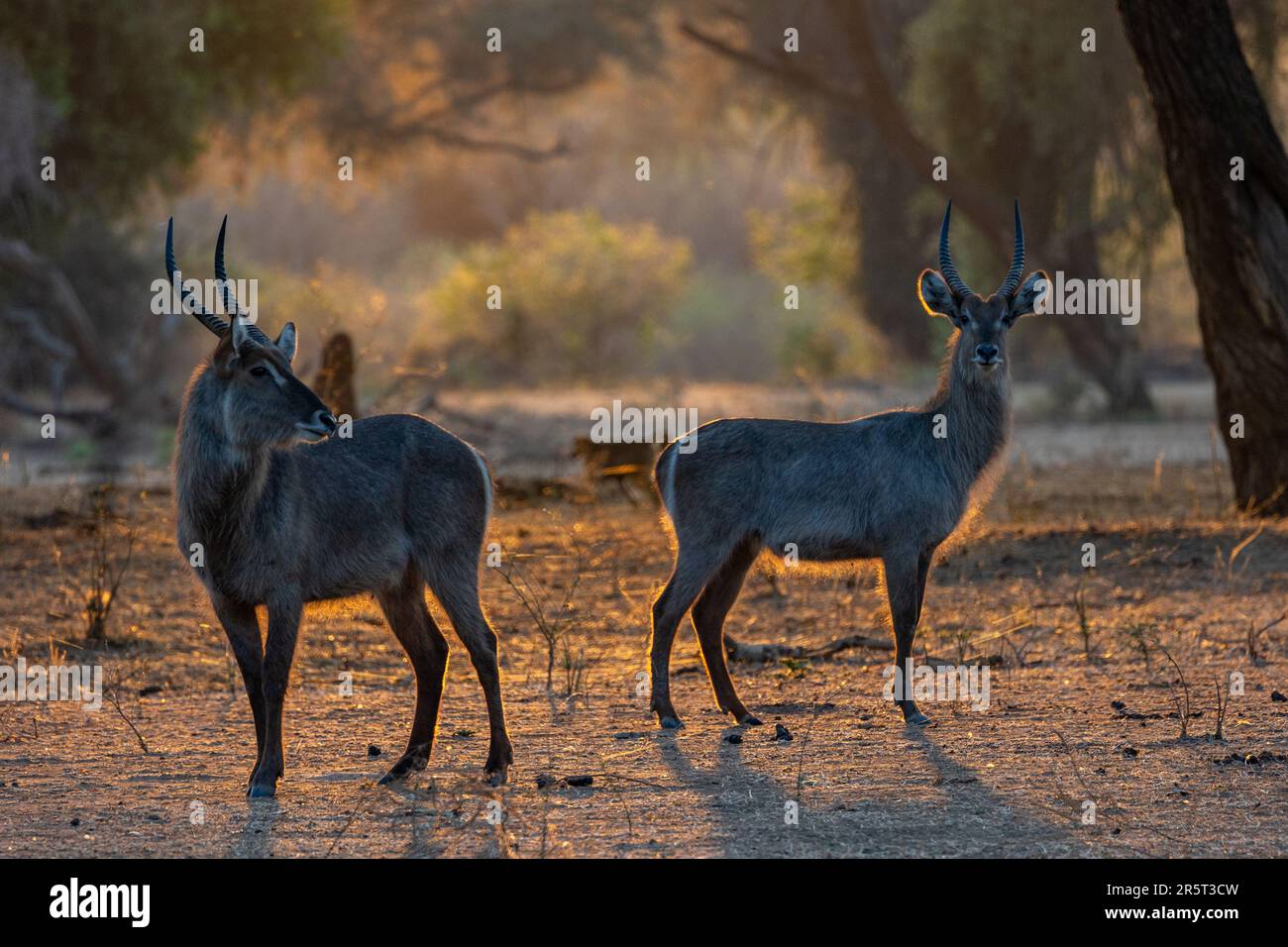 Zambia, Lower Zambezi natioinal Park, Waterbuck (Kobus ellipsiprymnus ...
