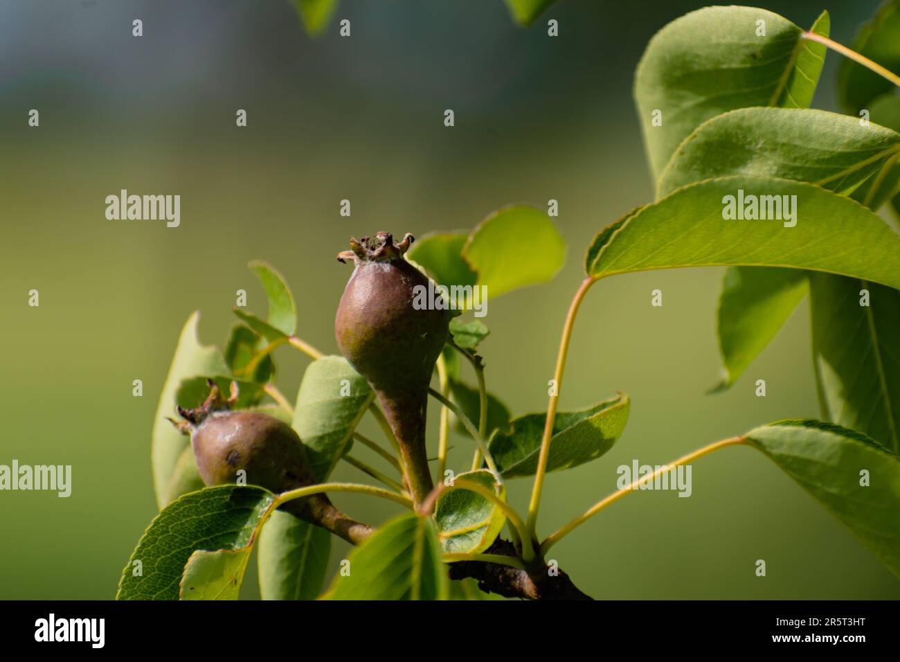 Small ovaries of pear fruit on a young william pear tree in orchard ...
