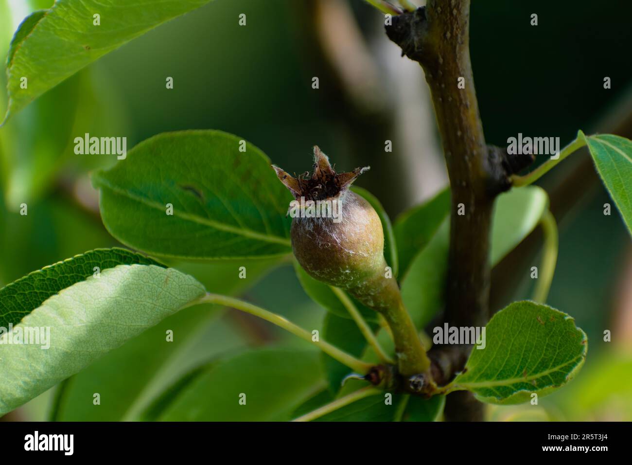 Small ovaries of pear fruit on a young william pear tree in orchard ...