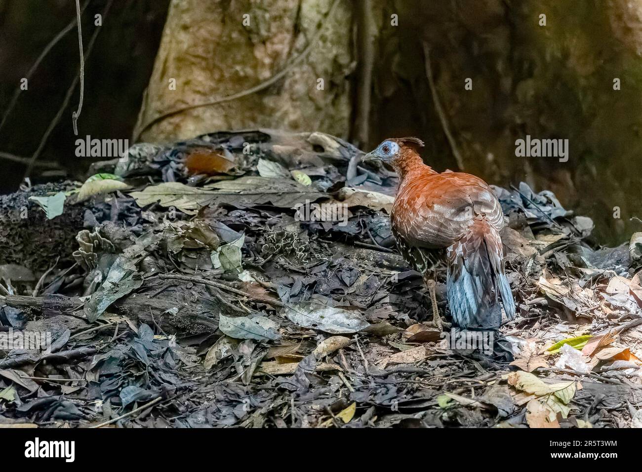 Crested fireback pheasant hi-res stock photography and images - Alamy