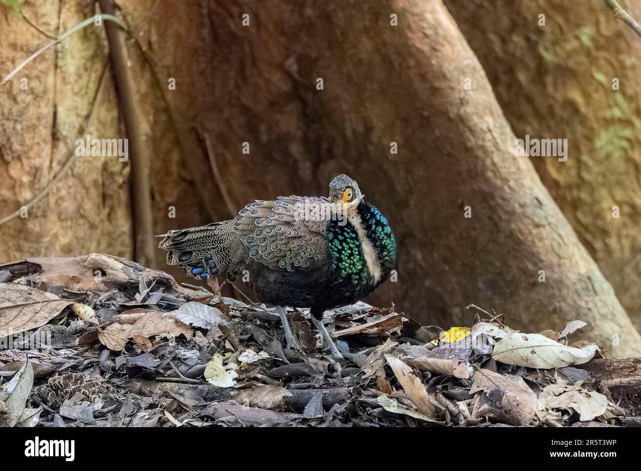 Malaysia, Borneo, Sabah, Primary forest, Very rare picture of a Bornean peacock-pheasant ...