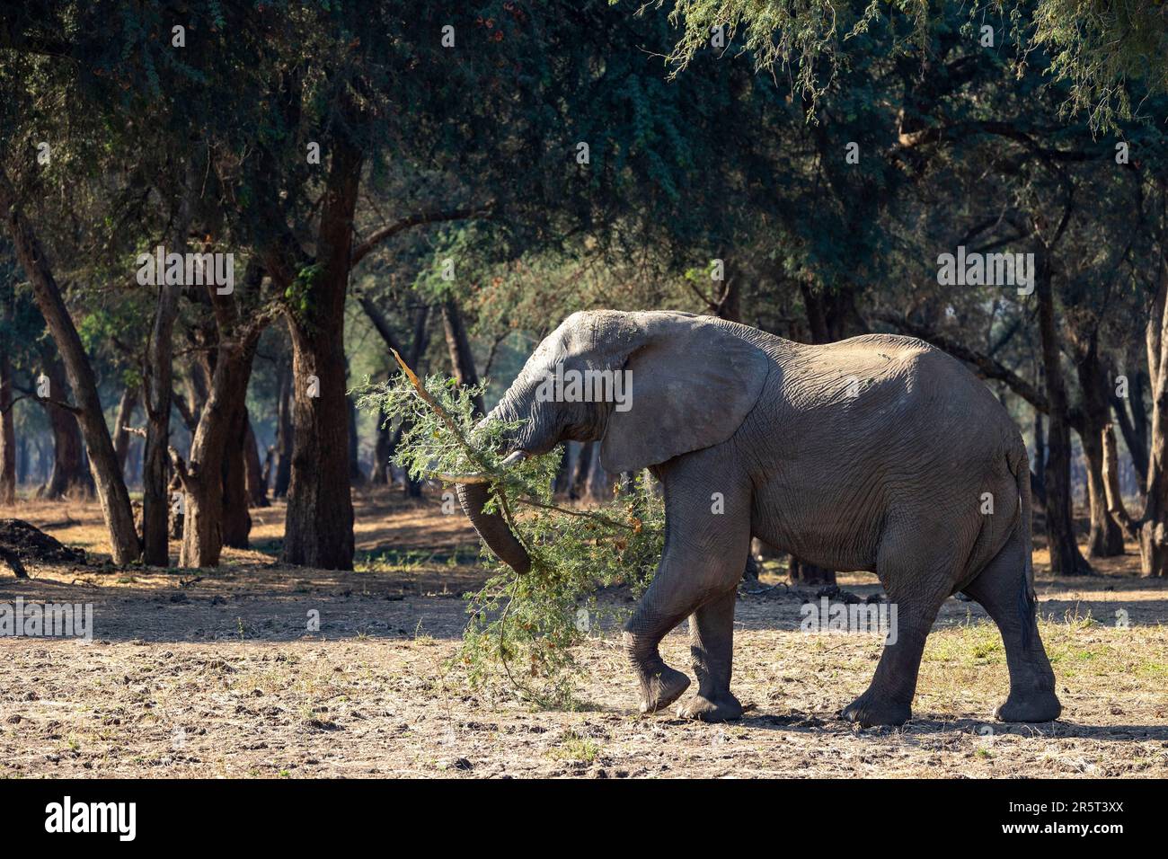 Zambia, Lower Zambezi natioinal Park, African Savannah Elephant or ...