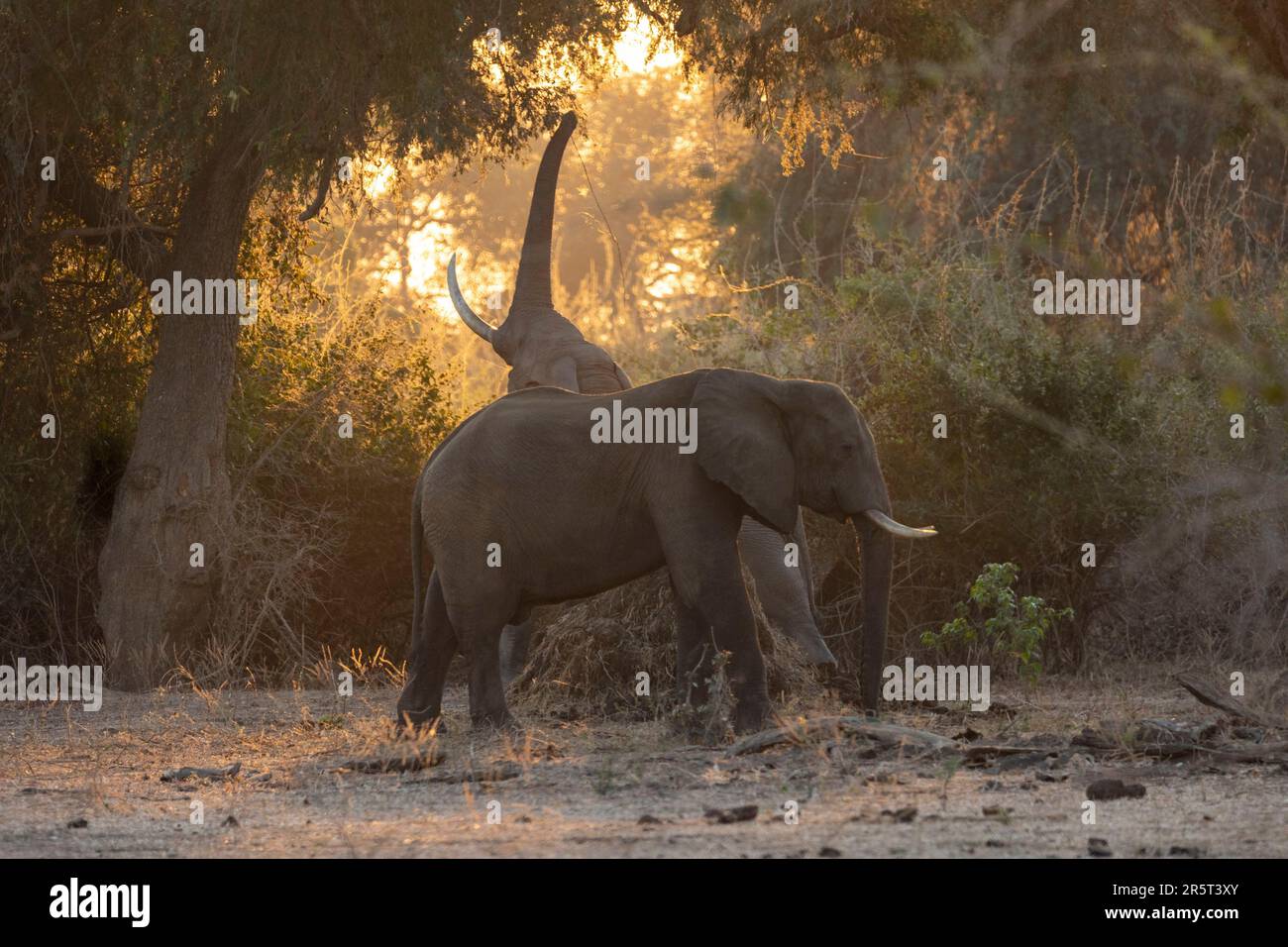 Zambia, Lower Zambezi natioinal Park, African Savannah Elephant or ...