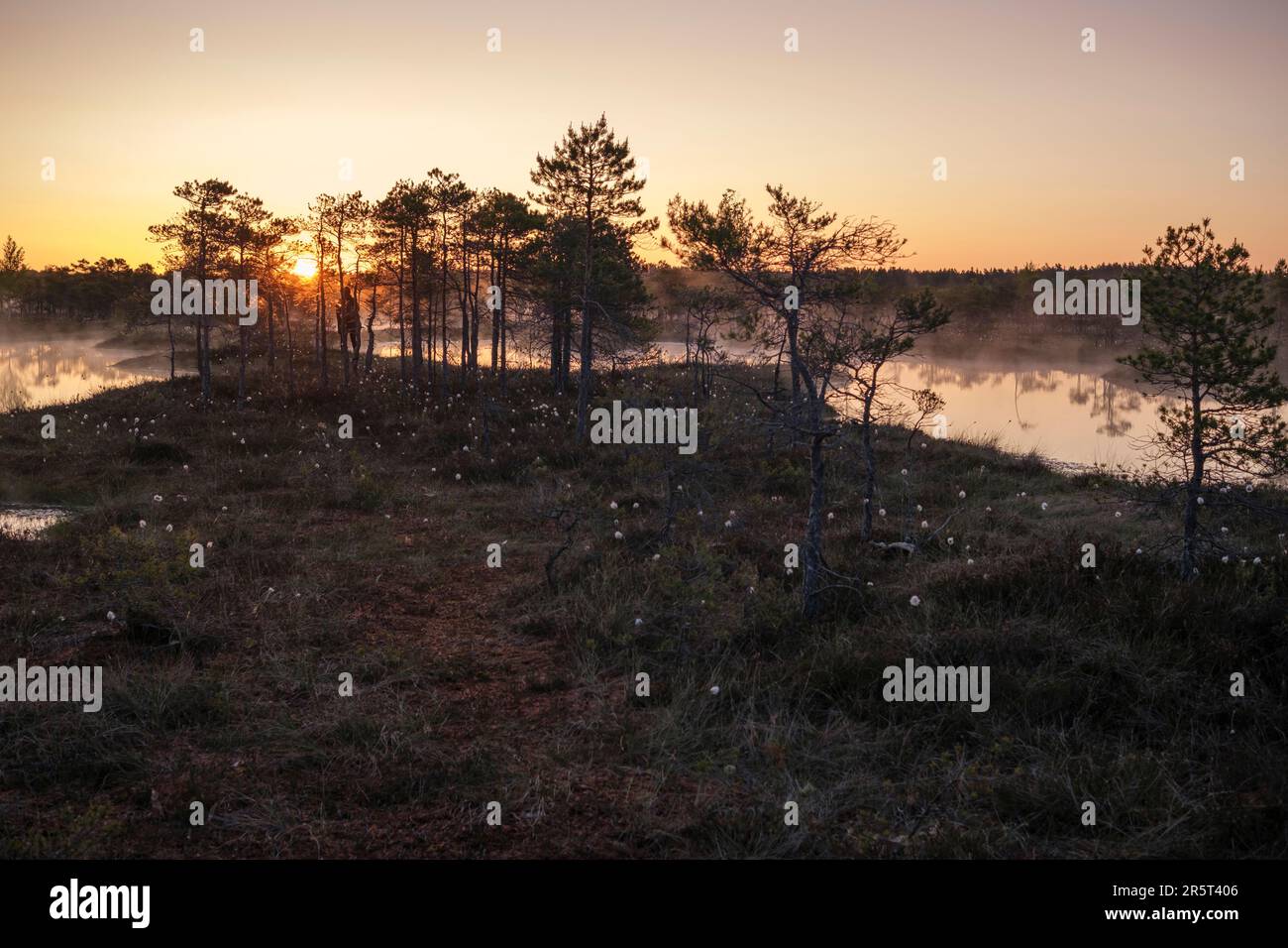 Bog small pine trees hi-res stock photography and images - Alamy