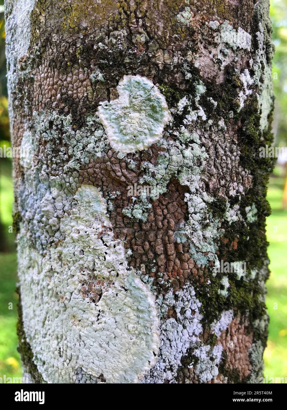 A close-up of a tree trunk with an array of textures created by a ...