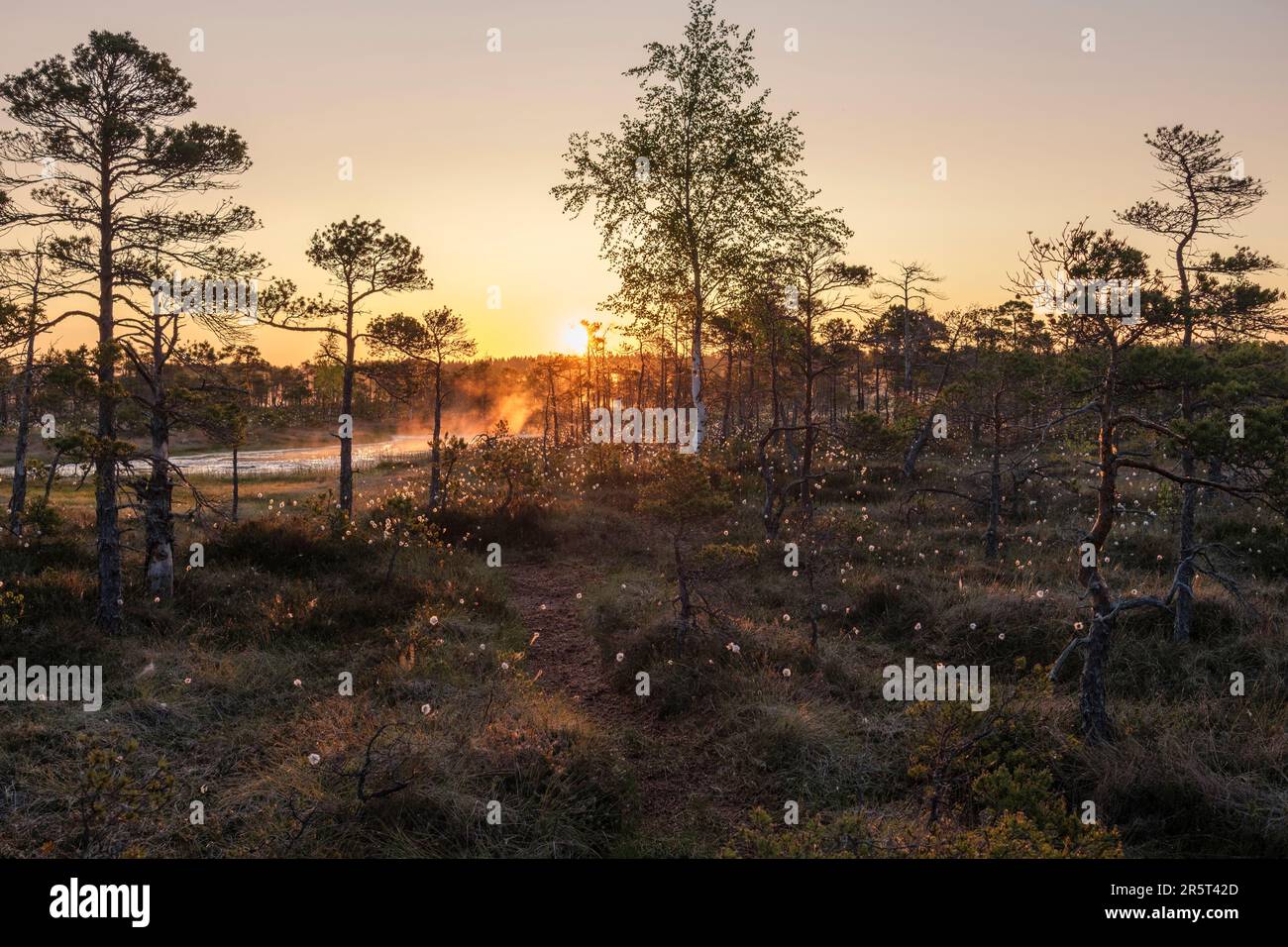 Sunrise in the marsh, first sun rays in the bog Stock Photo - Alamy