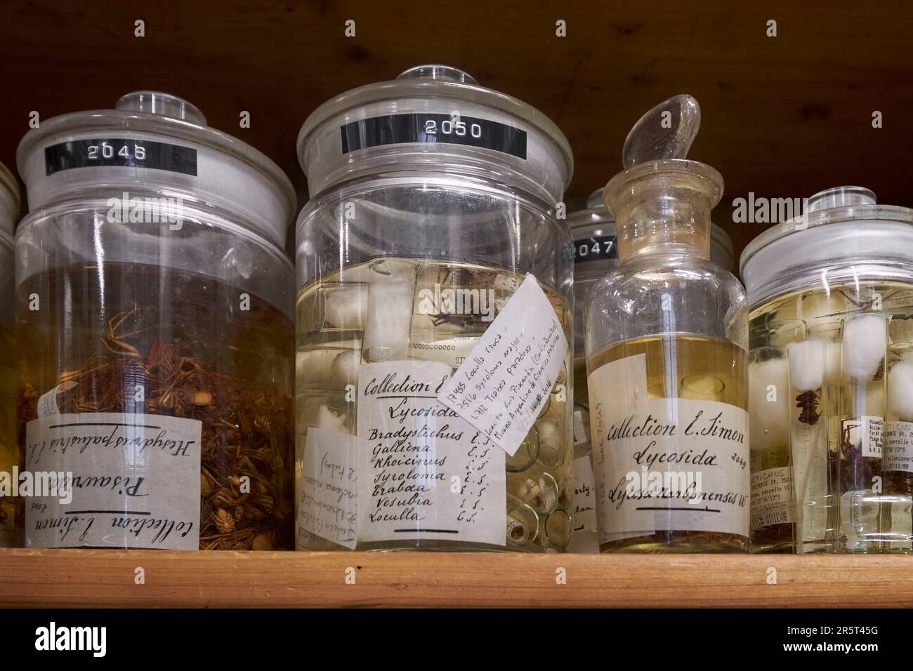 France, Paris, National Museum of Natural History, Arachnology ...