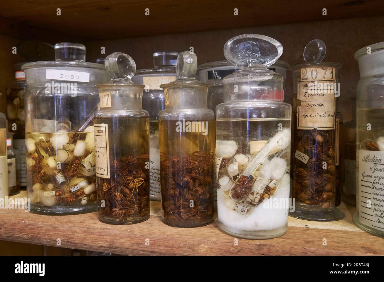 France, Paris, National Museum of Natural History, Arachnology ...