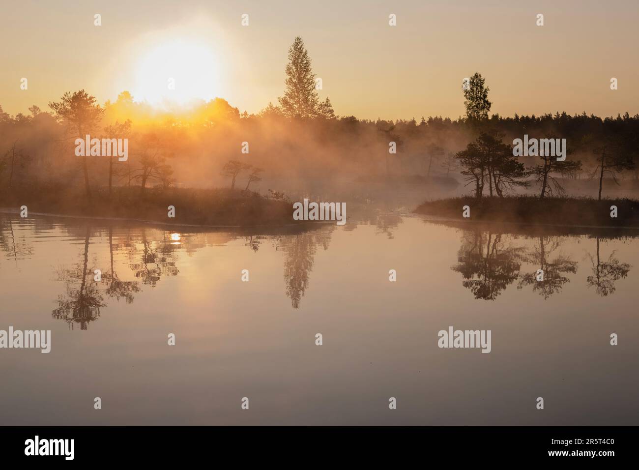 Sunlight through the fog in the marsh at the sunrise Stock Photo - Alamy