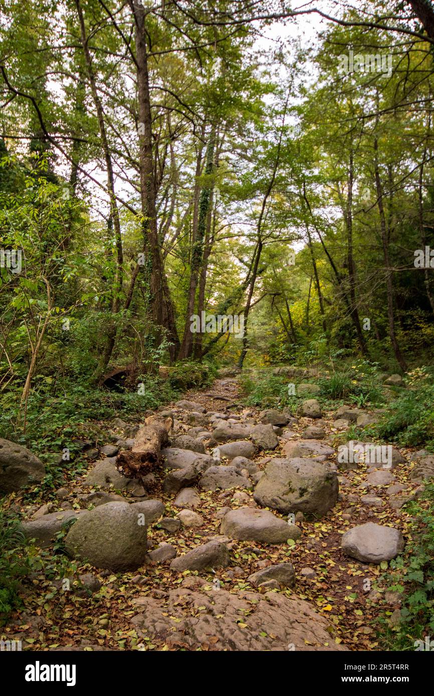 A scenic image of a tranquil path through the woods, leading to a gate ...