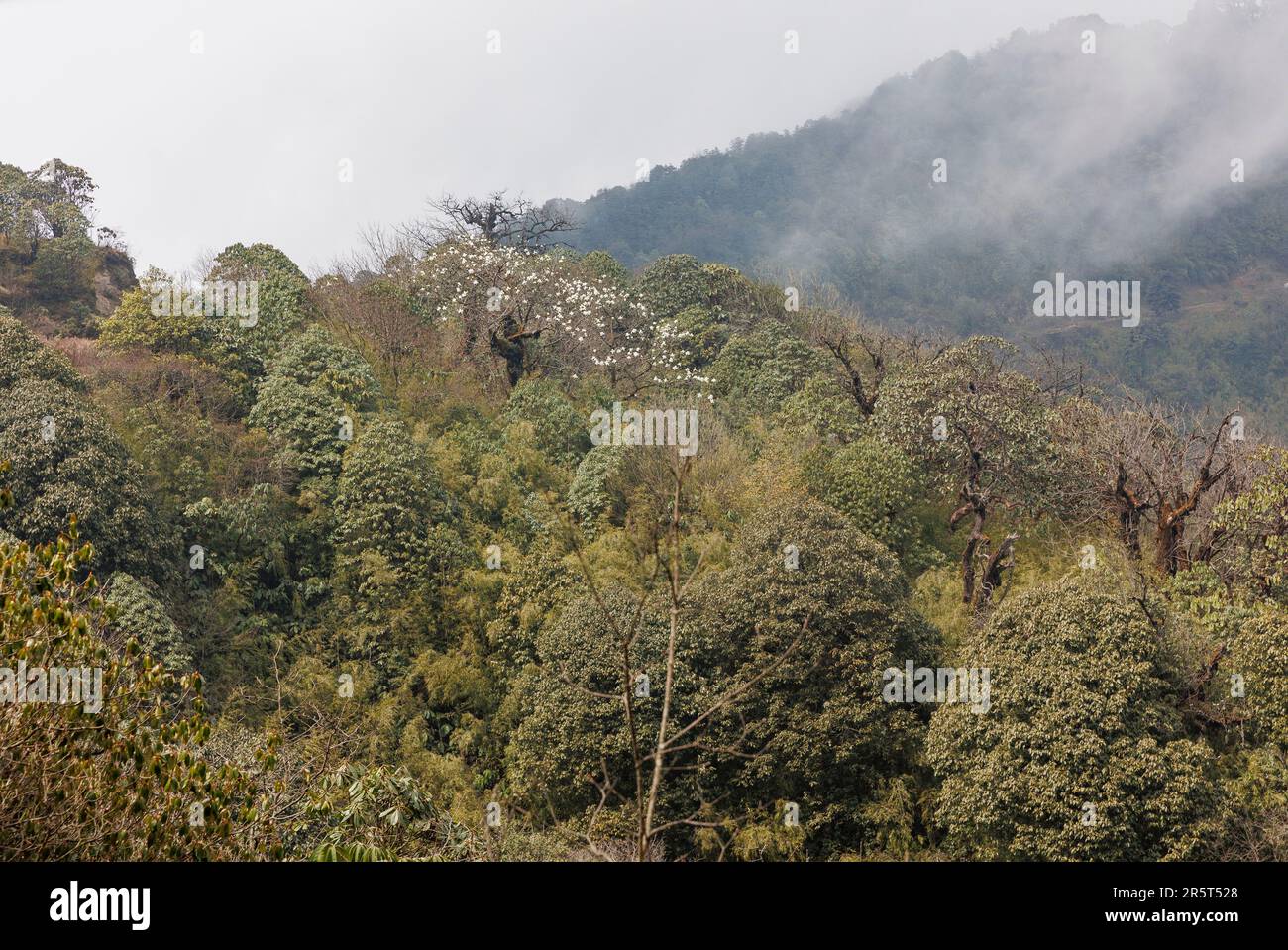 Nepal, Himalaya, Singalila National Park, Mossy oak forest in the sub ...
