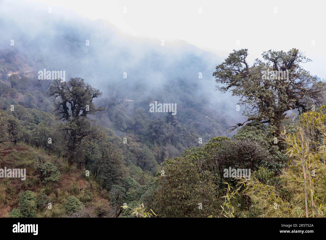 Nepal, Himalaya, Singalila National Park, Mossy oak forest in the sub ...