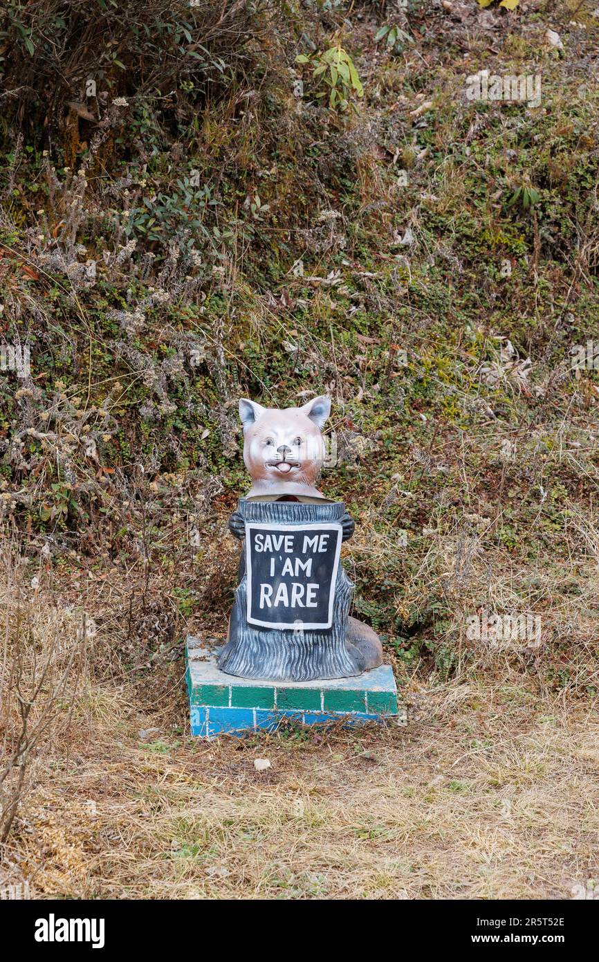 Nepal, Himalayas, Singalila National Park, Mossy oak forest in the sub-alpine zone, Red Panda ...