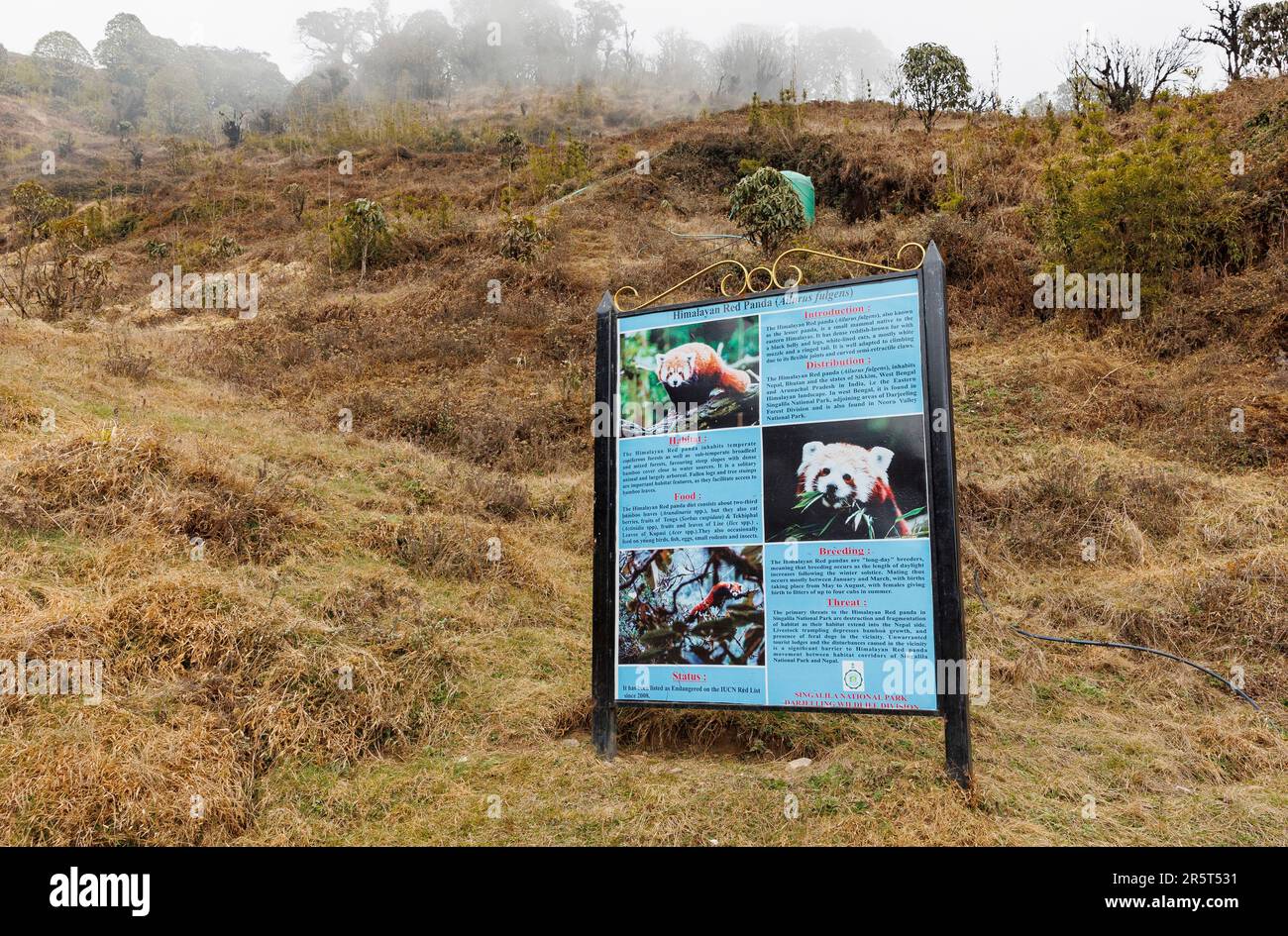 Nepal, Himalayas, Singalila National Park, Mossy oak forest in the sub-alpine zone, Red Panda ...