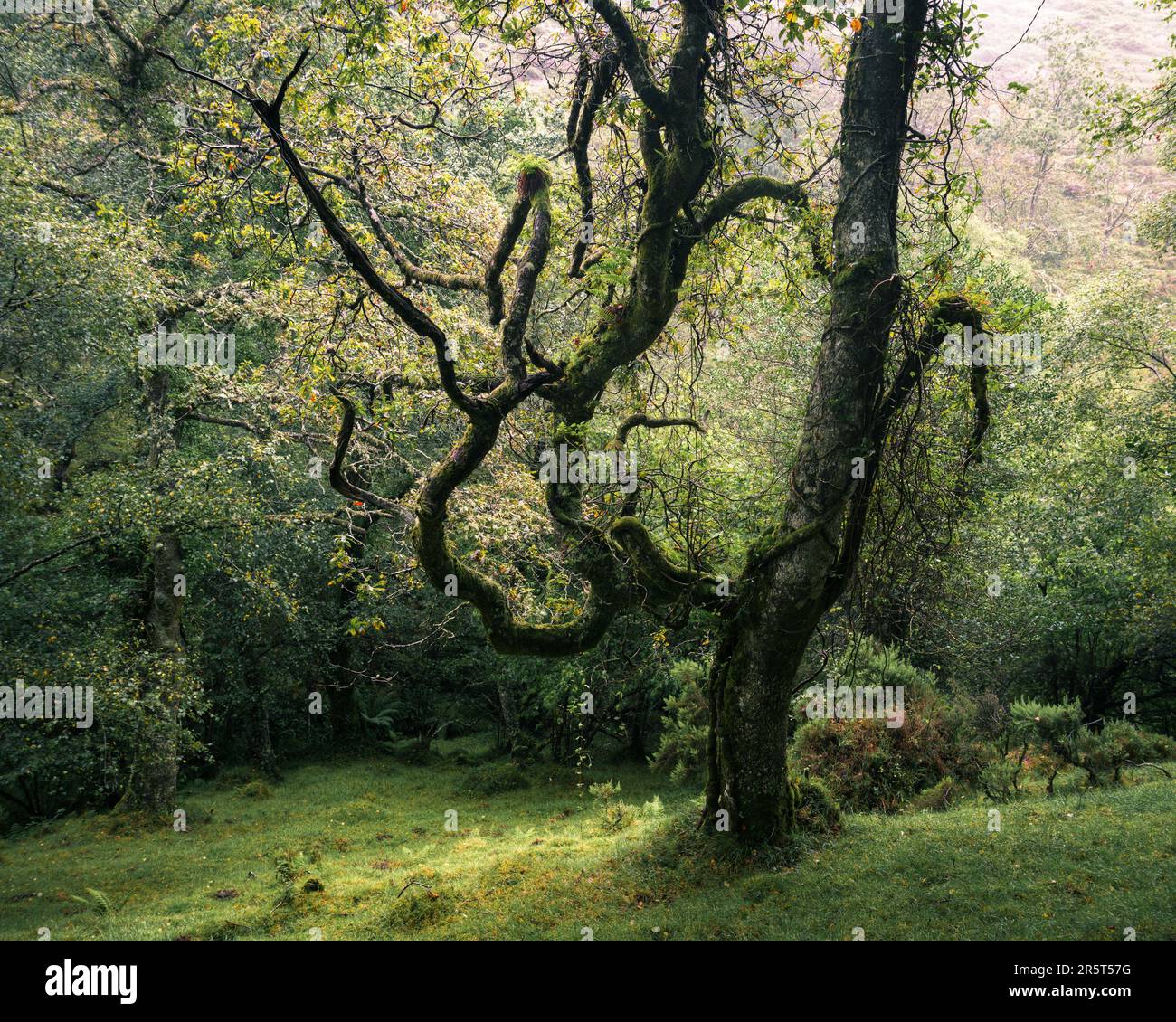 Twisted branches of an oak tree in a native forest in Xistral Abadin ...