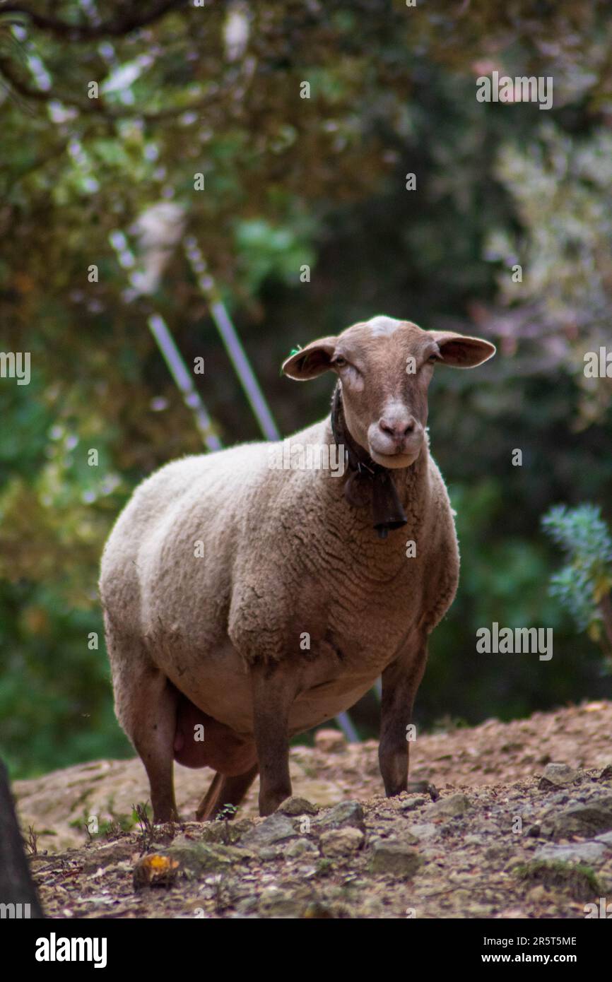 An adorable white sheep stands in a peaceful forest setting, beneath a ...
