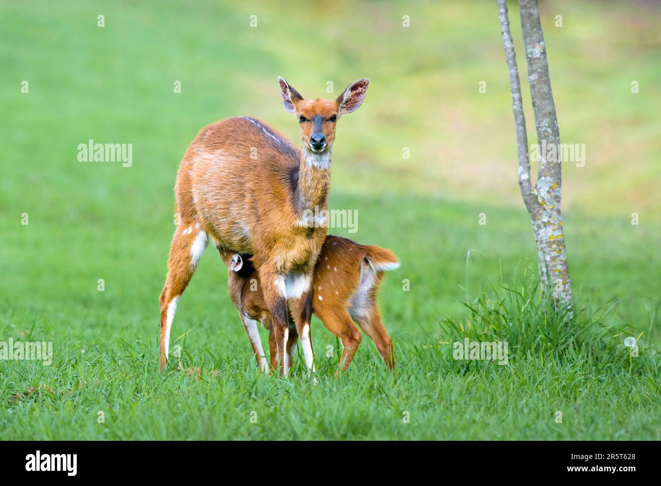 South Africa, Kwazulu Natal, Royal Natal National Park, Harnessed ...
