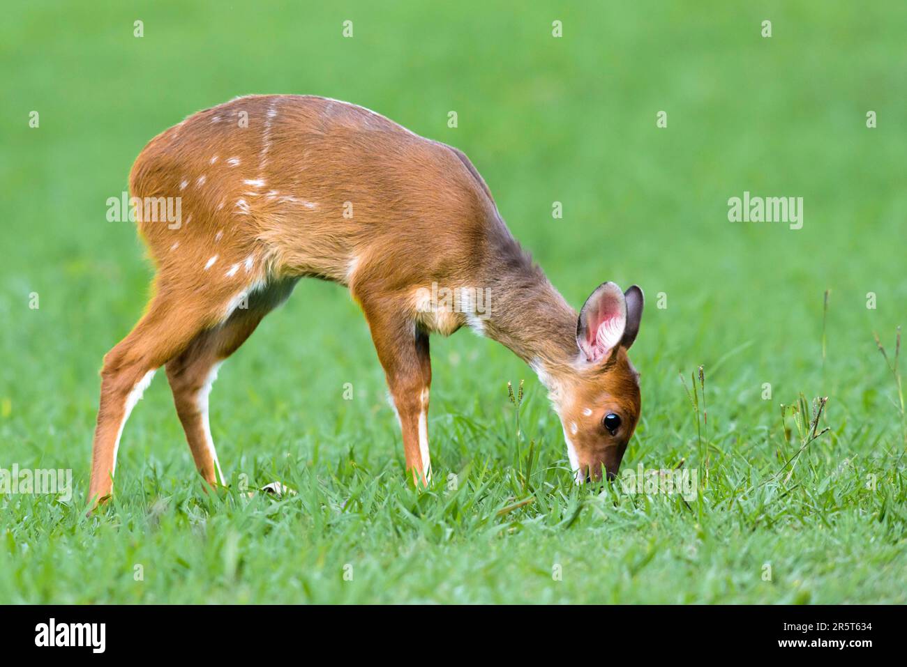 Baby Bushbuck