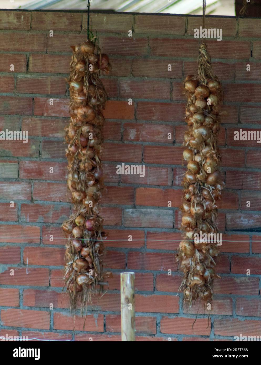 An image of a single large onion hung from hooks attached to a brick ...