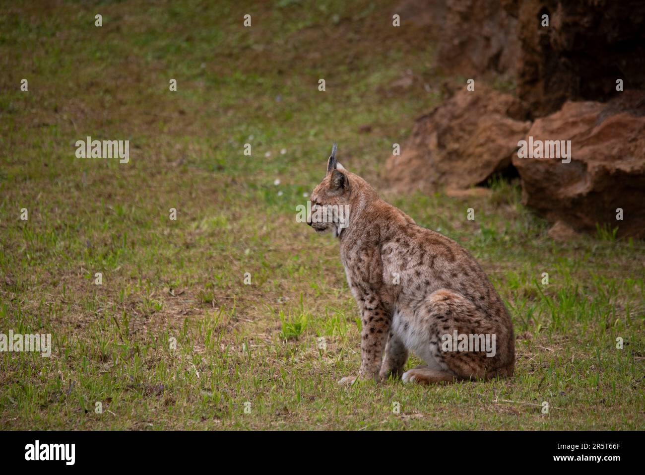Wildcat sitting on meadow hi-res stock photography and images - Alamy