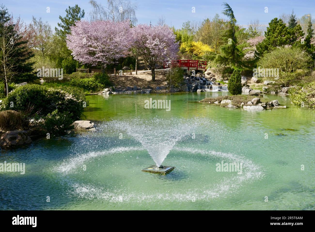 France, Cote d'Or, Dijon, Suzon park, Japanese garden, cherry blossom ...
