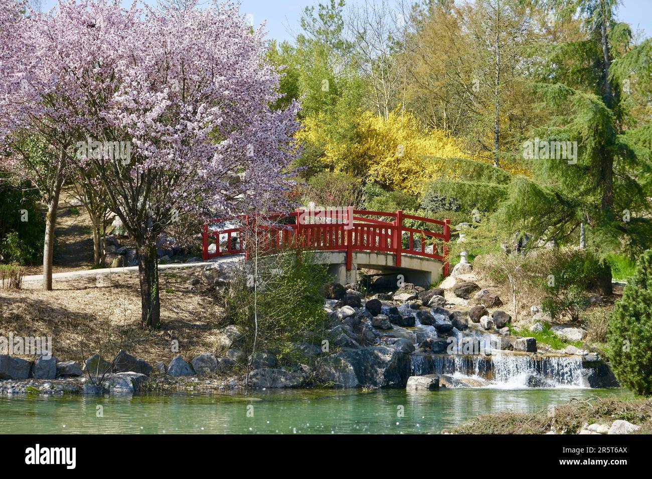 France, Cote d'Or, Dijon, Suzon park, Japanese garden, cherry blossom ...