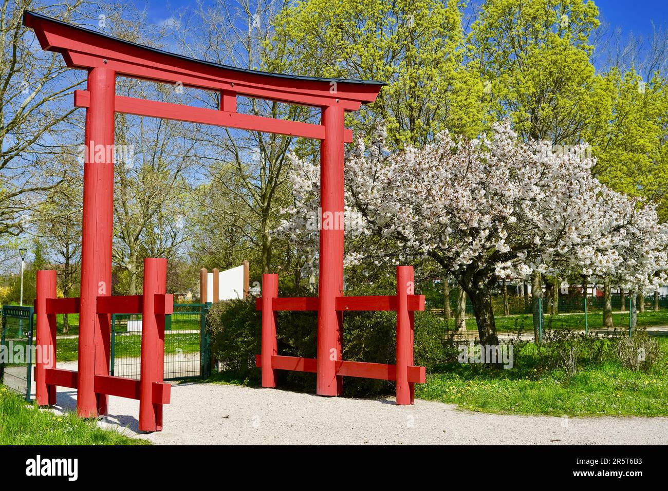 France, Cote d'Or, Dijon, Suzon park, Japanese garden, cherry blossom ...